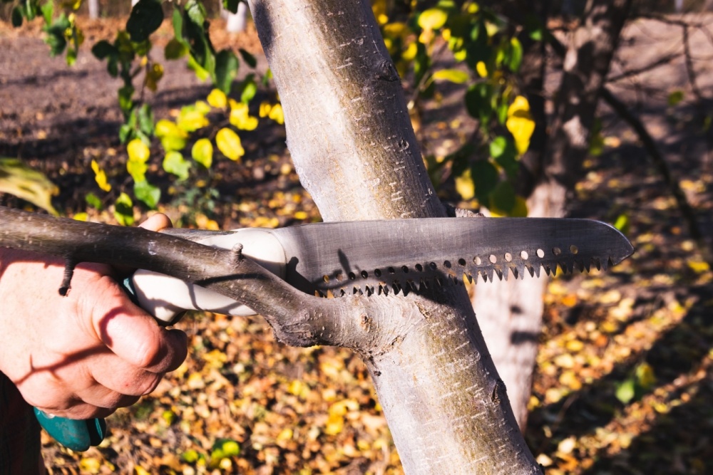 Pruning in fall - https://www.aubinnurseries.ca/